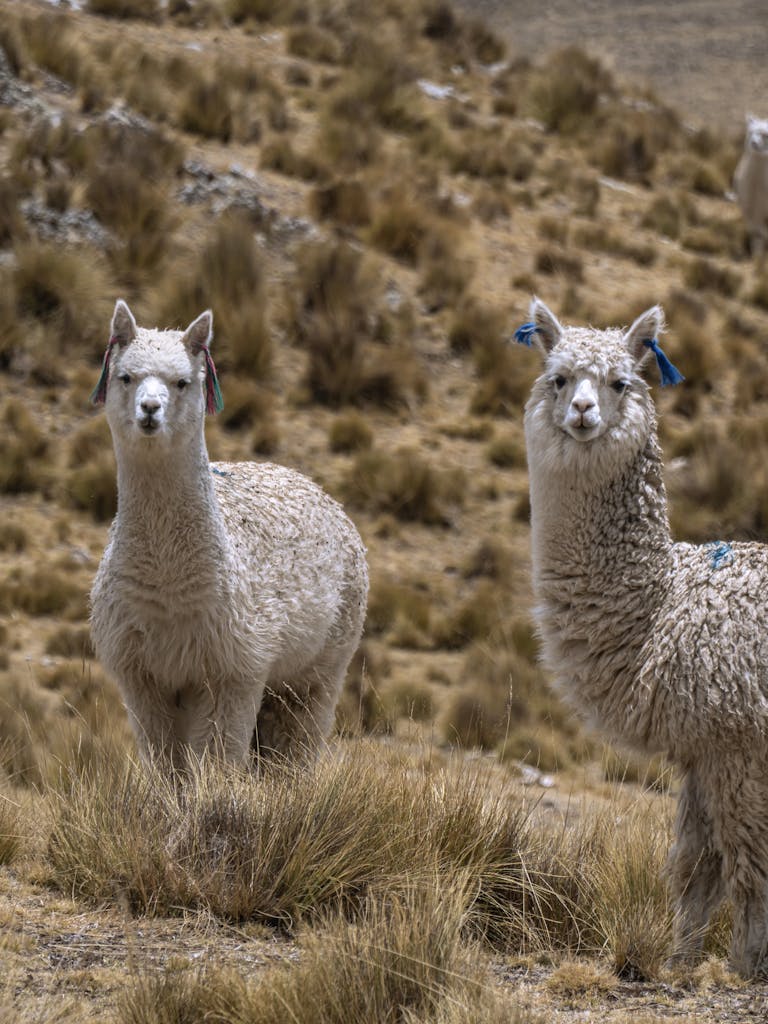 Hart Textile Materials Guide: Alpaca - Hart Design Selection
